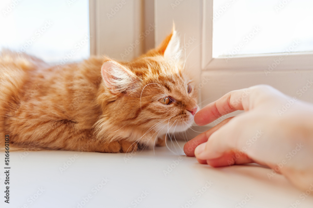 Cute ginger cat is sniffing fingers of woman's hand. Cozy morning at ...