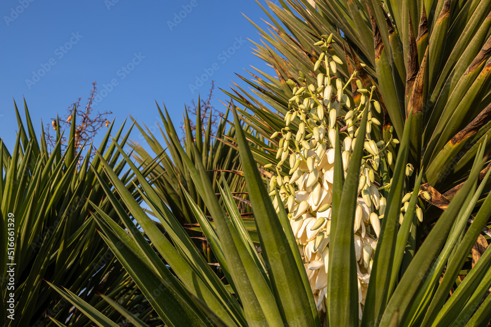 Yucca gigantea (Yucca elephantipes, Yucca guatemalensis) is a yucca ...