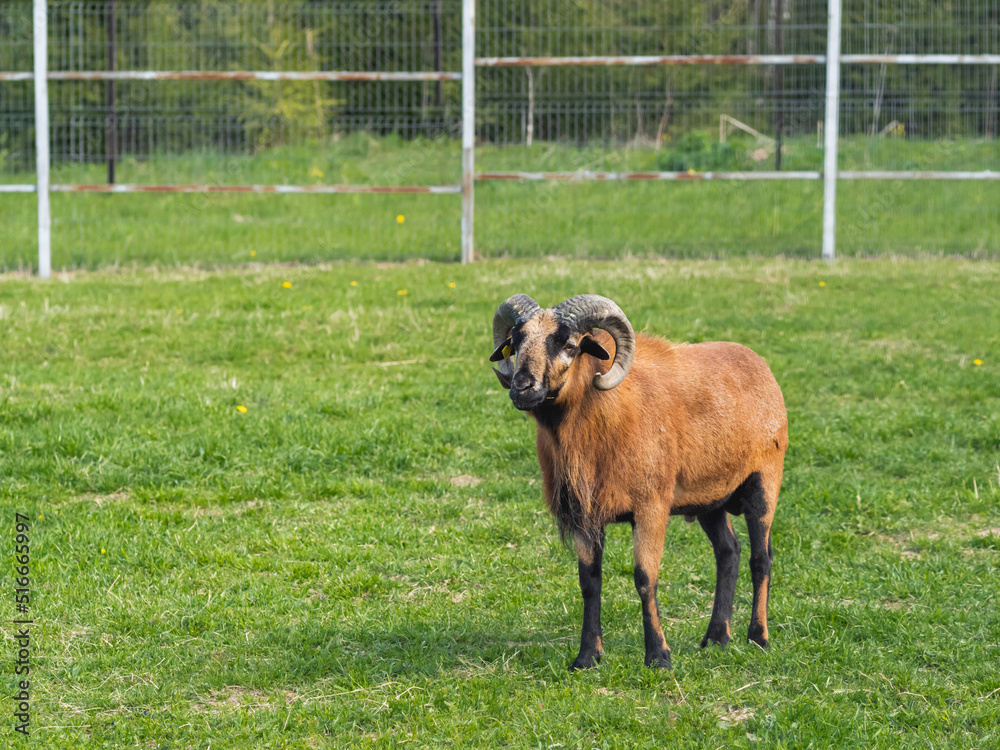 West African Sheep