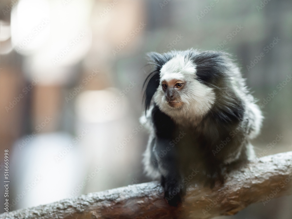Geoffrey Marmosets
