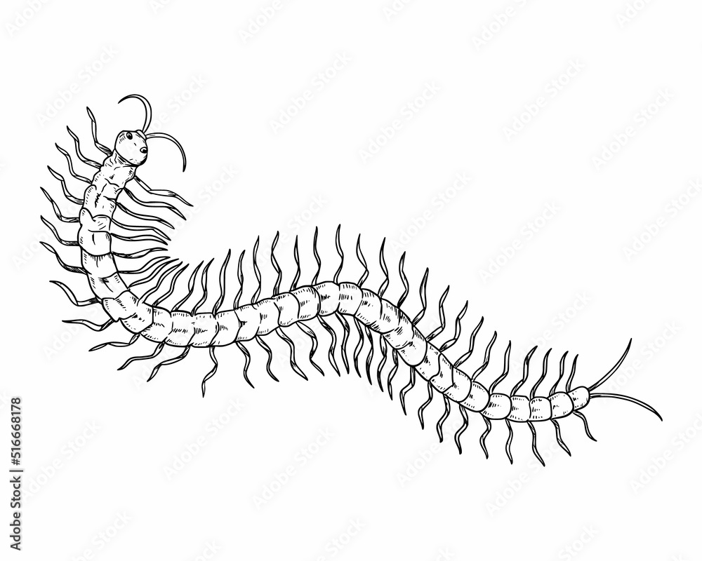 Hand drawn sketch of centipede. Vector Illustration Stock Vector ...