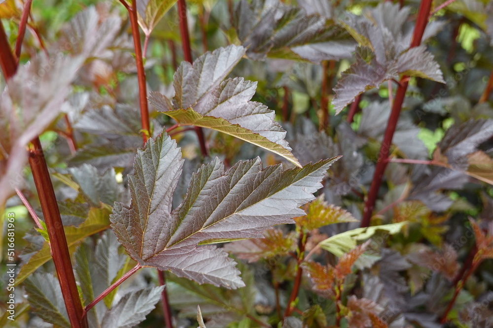 Physocarpus Opulifolius, known as common ninebark, Eastern ninebark ...