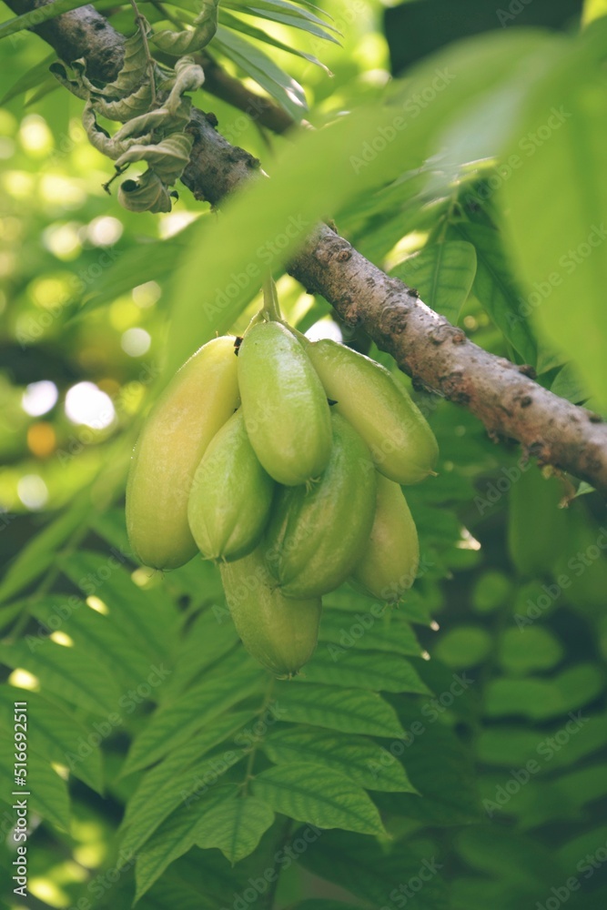 Bilimbi is a fruit-bearing tree of the genus Averrhoa, family ...
