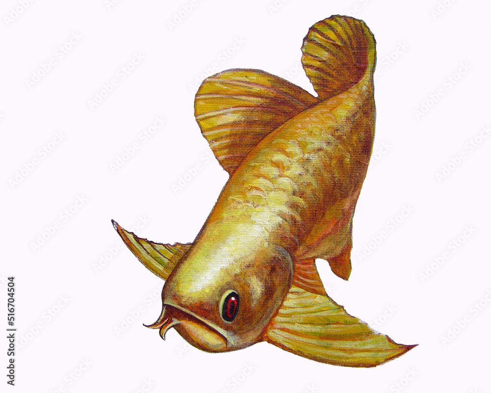 auspicious oil painting arowana fish on a white background Stock ...