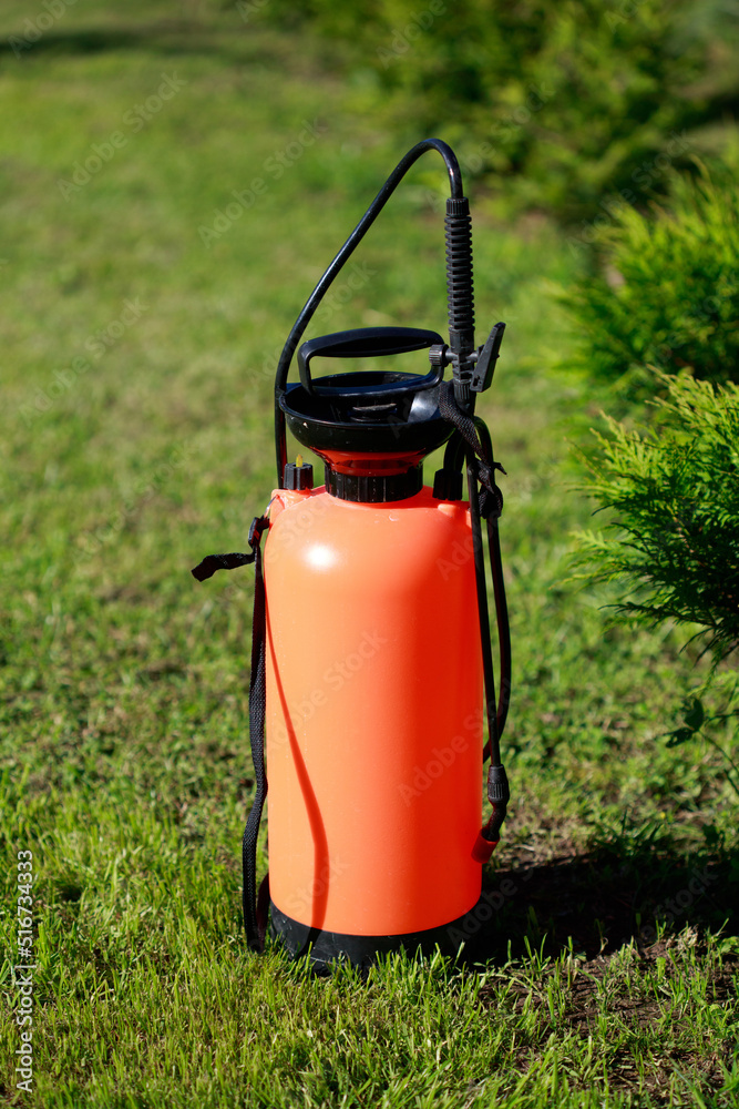 Garden spray bottle with pesticides to control insects and thuja plant ...