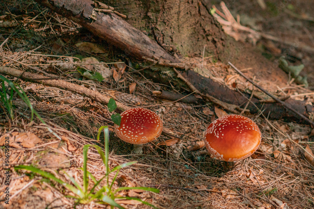 Two dangerous red mushrooms grow in a forest. Herb. Veggie. Parasite ...