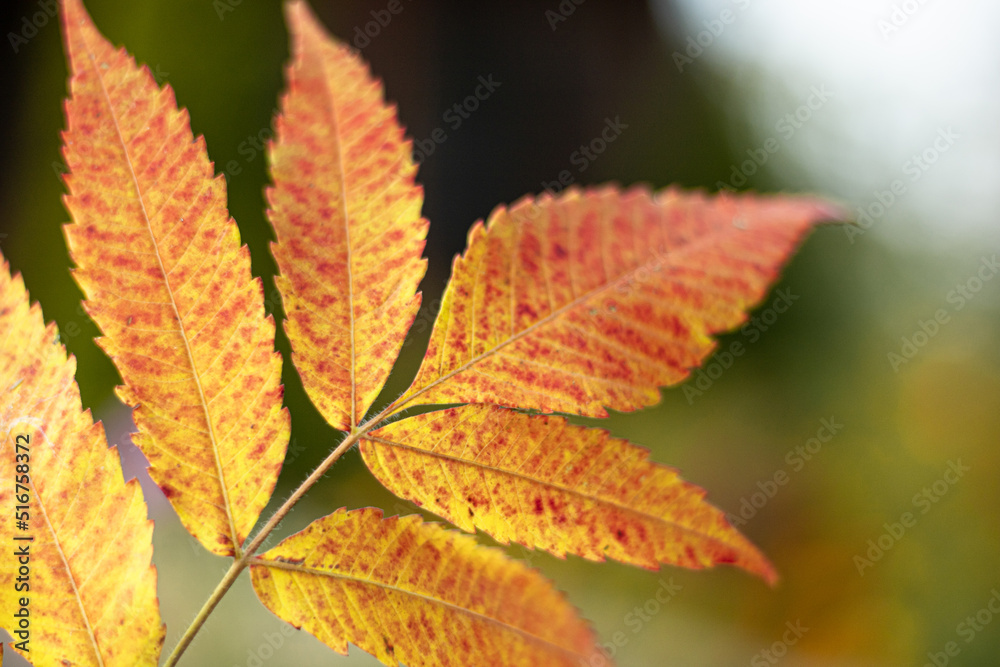Autumn colors of the Rhus typhina (Staghorn sumac, Anacardiaceae). Red ...