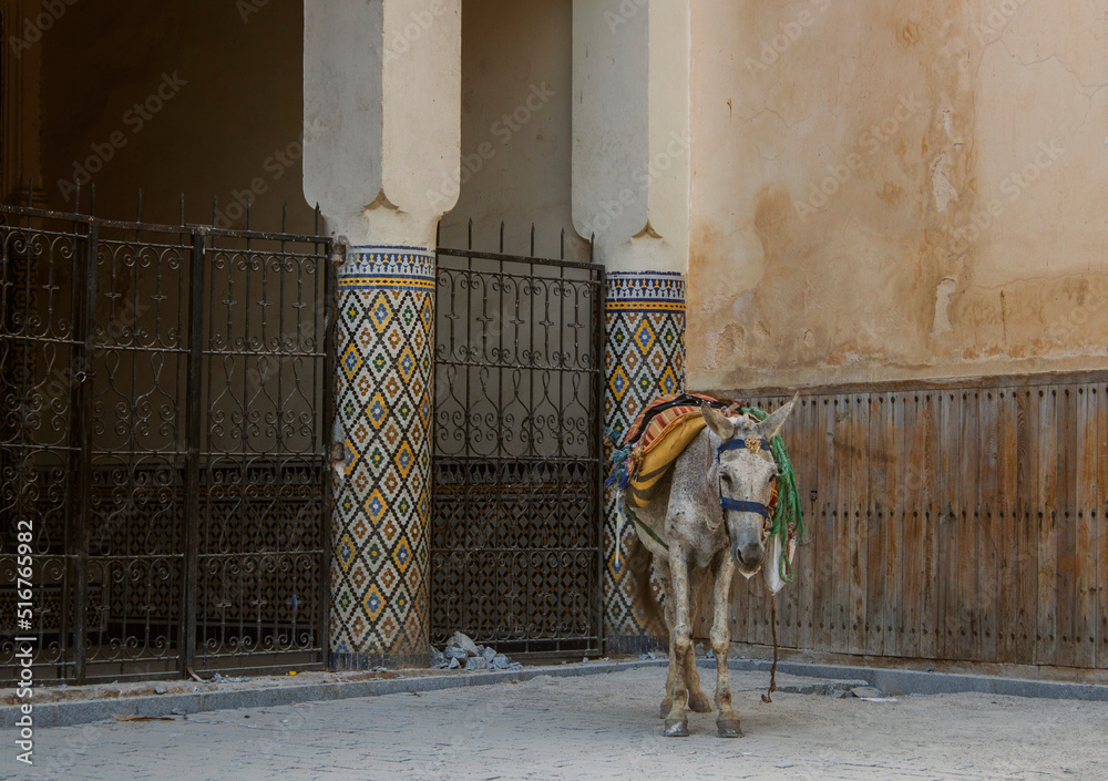 Donkey waiting outside a historical Moroccan building in the old Medina ...