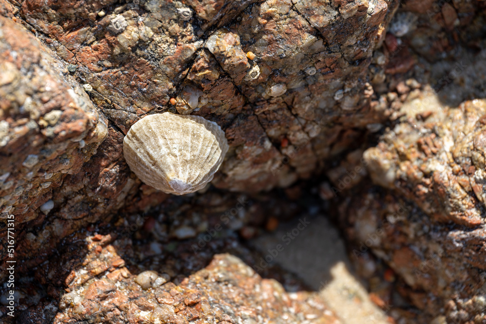 Limpets. An aquatic sea snail clinging on a rock at the St Brelade ...