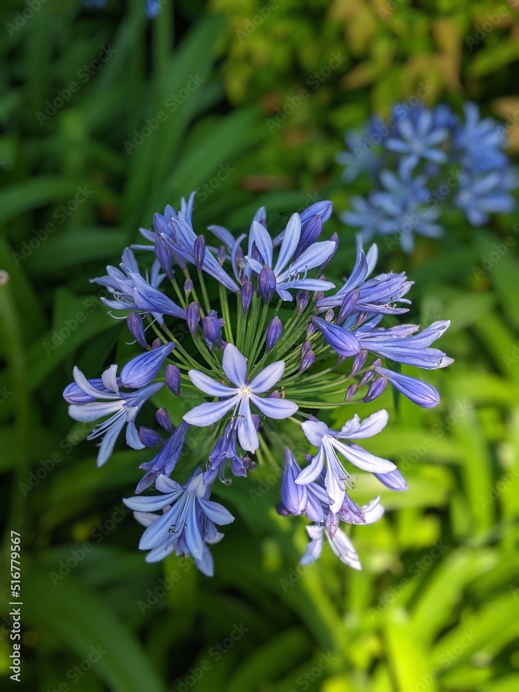 Agapanthus africanus Hoffmanns., tuberosa azul, lirio africano o ...