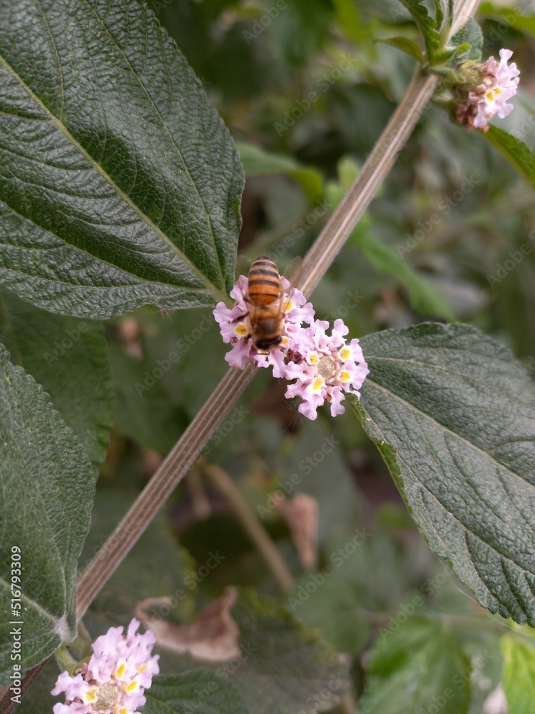 Africanized honey bee (Apis mellifera scutellata) pollinating lilac ...