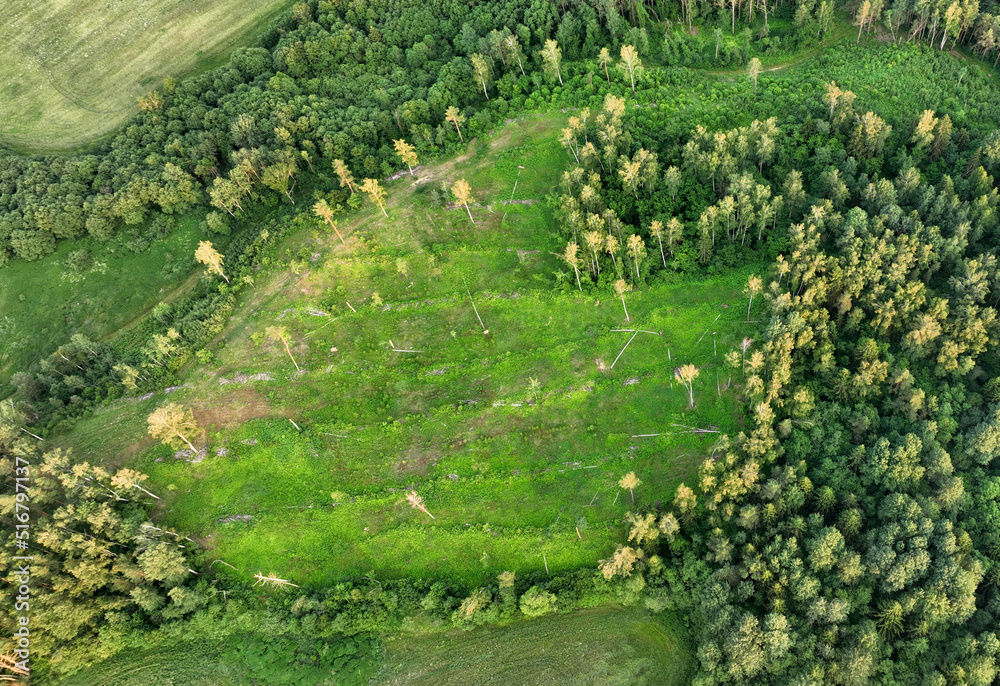 Deforestation Forests illegal. Forest destruction and felling of trees ...