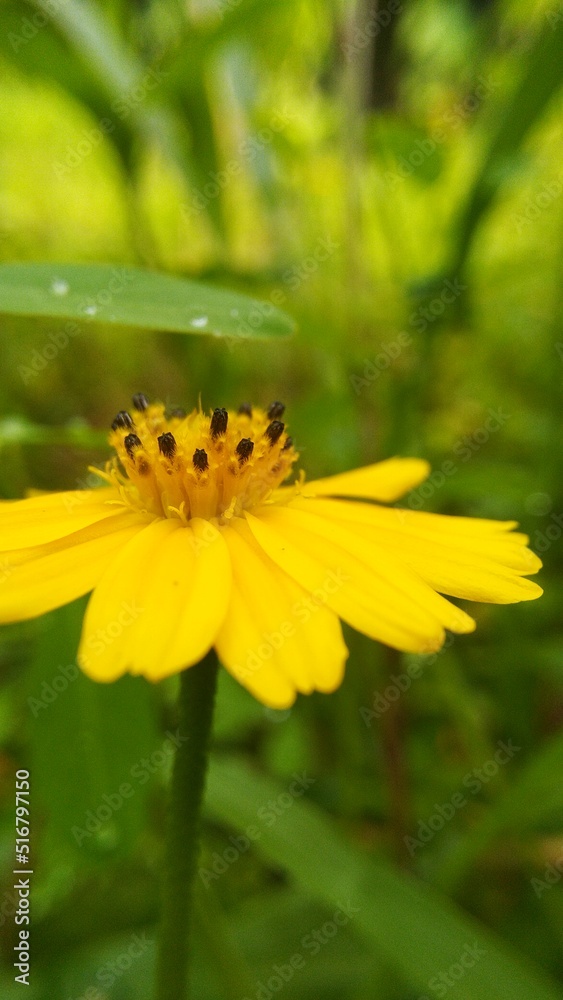 this plant name coreopsis pubescens Coreopsis pubescens, called star ...