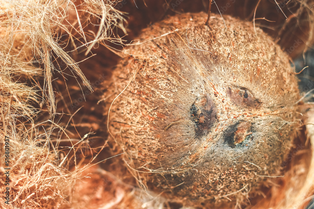 Coconut Shell with Exocarp | the edible fruit of the coconut palm ...