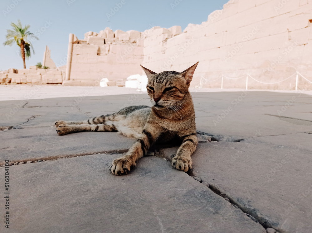 Egyptian sacred cat near an ancient ruin with palms Stock Photo | Adobe ...