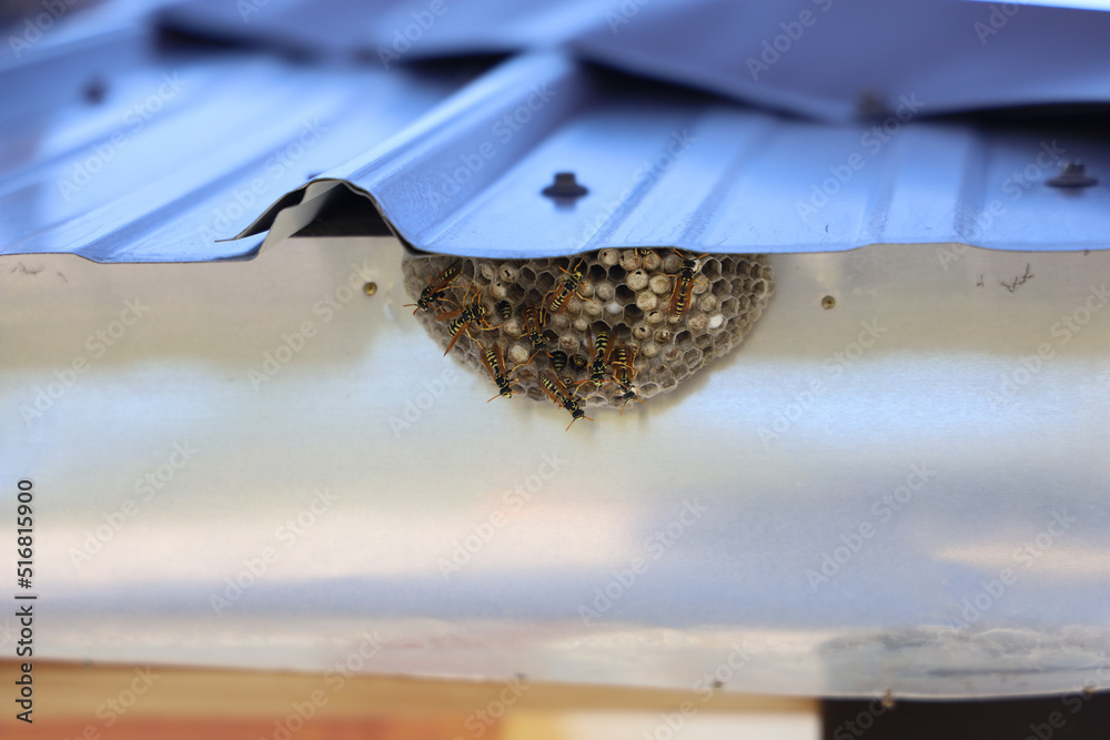 Paper wasp nest under a corrugated metal roof Stock Photo | Adobe Stock