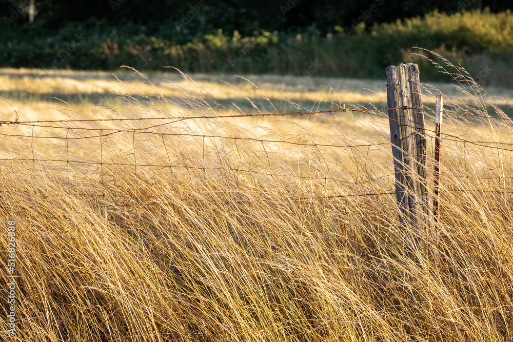 Barbed Wire Fence Along Golden Wheat Field Stock Photo | Adobe Stock