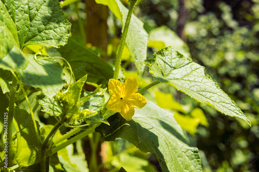 Cucumber Blossom