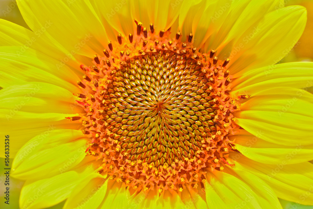 View down on spiral sunflower seed pattern. The Fibonacci clockwise and ...