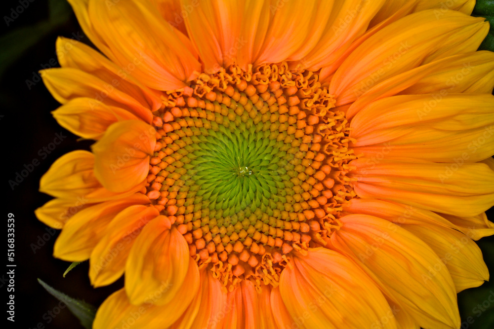 Closeup of Fibonacci spiral, View down on spiral sunflower seed pattern ...