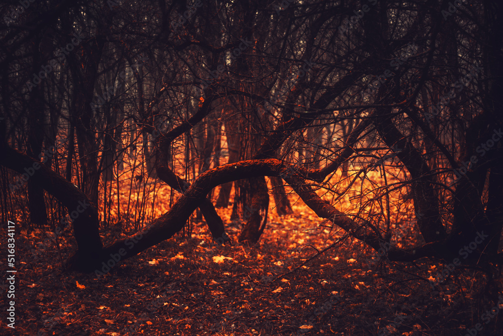 Mystical forest in a fog. Strangers park. Mysterious fairy forest. Dark ...
