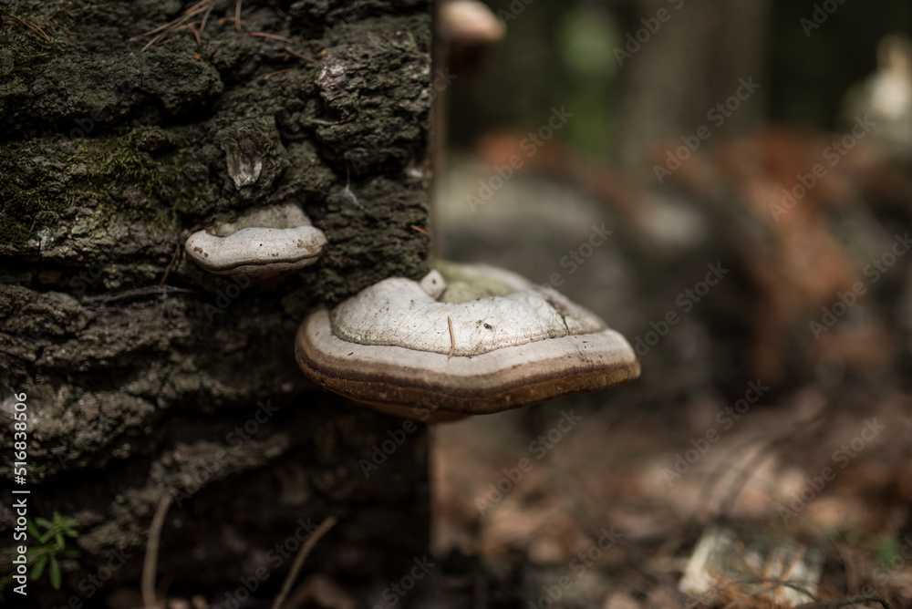 Polypores are a group of fungi that form large fruiting bodies with ...