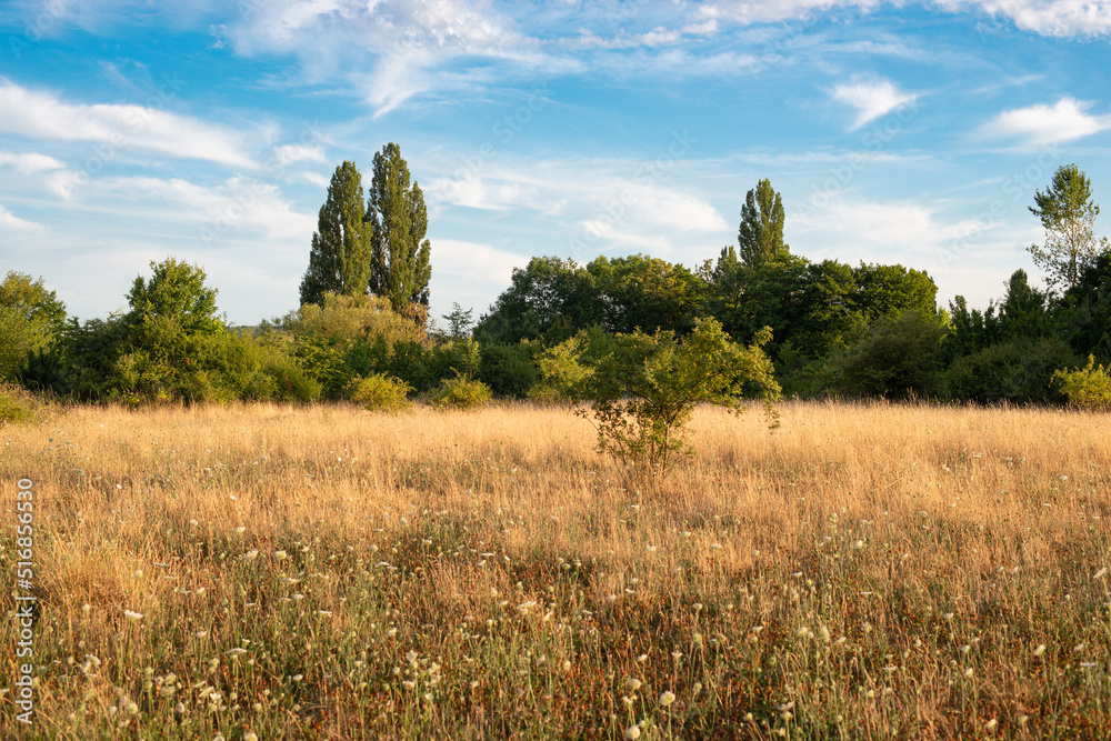 Landscape with trees in Germany in the summer, dry meadow caused by heat, global warming issue ...