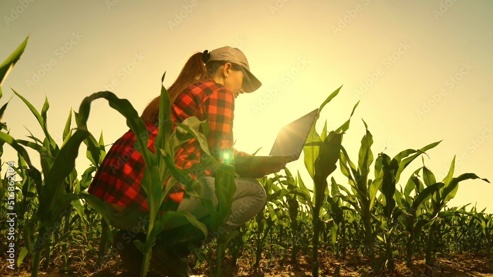 Farmer with laptop in green corn field, Modern digital technologies ...