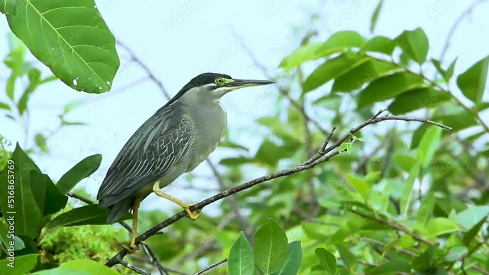 Striated heron bird mangrove heron little heron green backed heron ...