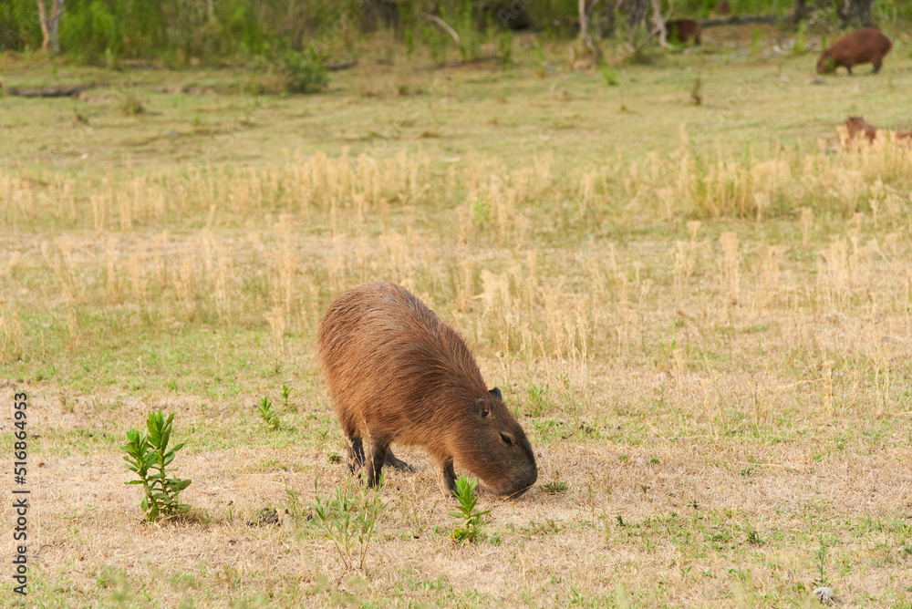 Capybara, hydrochoerus hydrochaeris, largest living rodent, native to ...