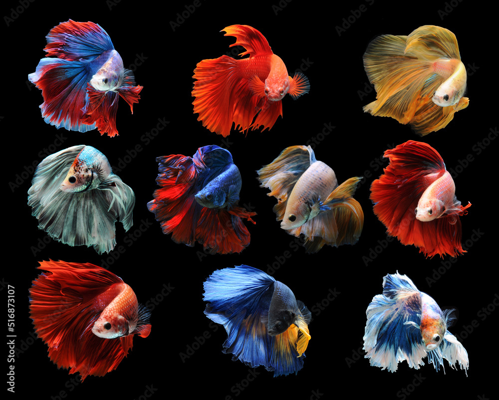 Betta fish, siamese fighting fish, betta splendens isolated on black ...