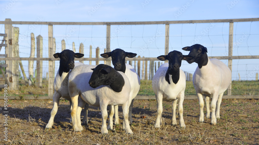 Beautiful female Dorper sheep on the farm Stock Photo | Adobe Stock