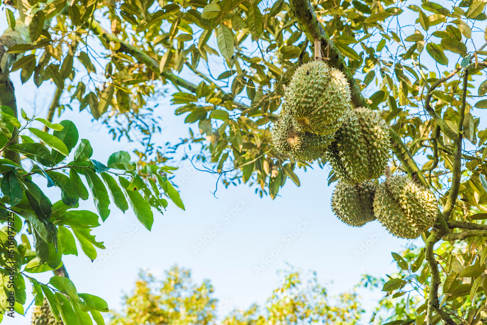 Durian tree, Fresh durian fruit on tree, Durians are the king of fruits ...