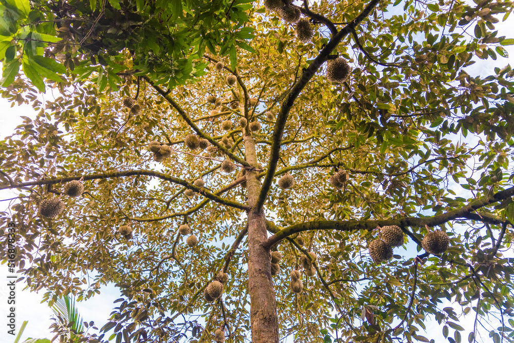 Durian tree, Fresh durian fruit on tree, Durians are the king of fruits ...