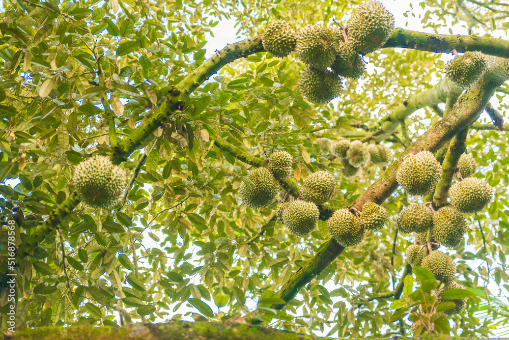 Durian tree, Fresh durian fruit on tree, Durians are the king of fruits ...