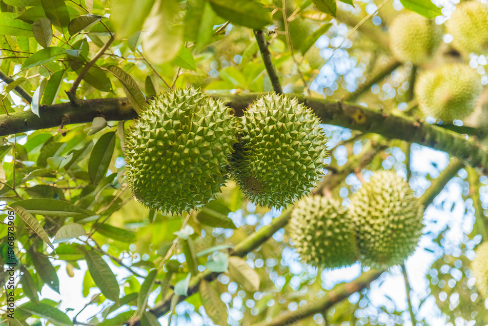 Durian tree, Fresh durian fruit on tree, Durians are the king of fruits ...