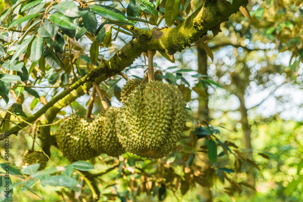 Durian tree, Fresh durian fruit on tree, Durians are the king of fruits ...