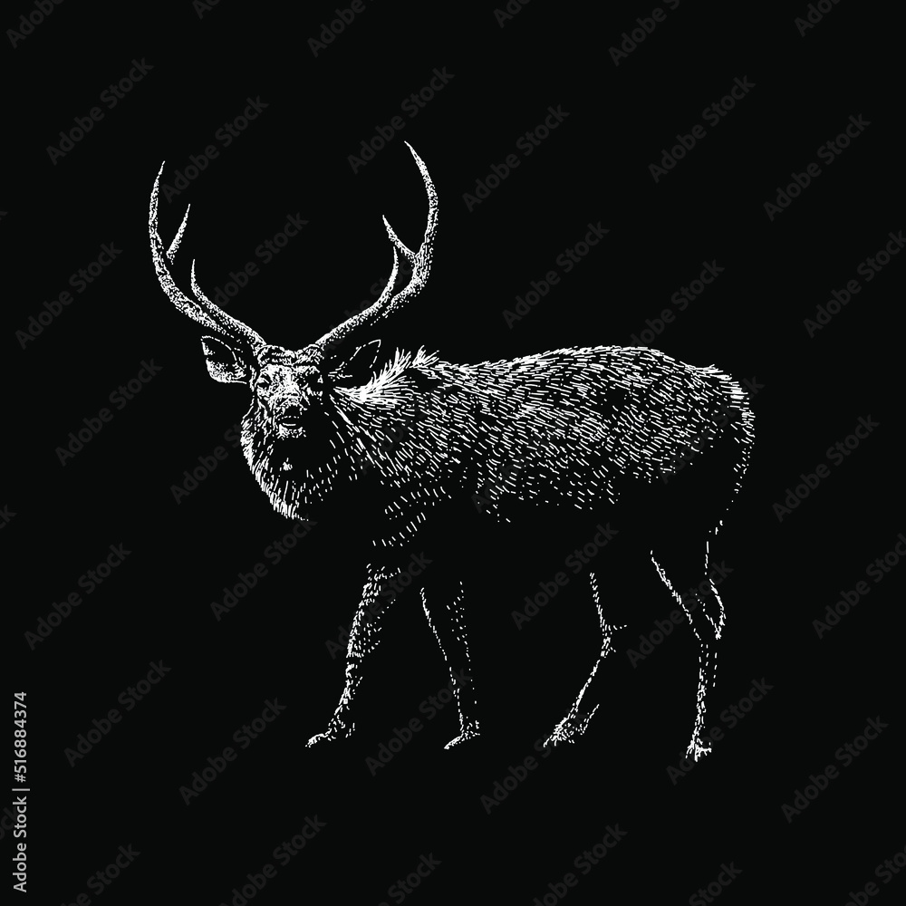 Sambar deer hand drawing vector illustration isolated on black ...