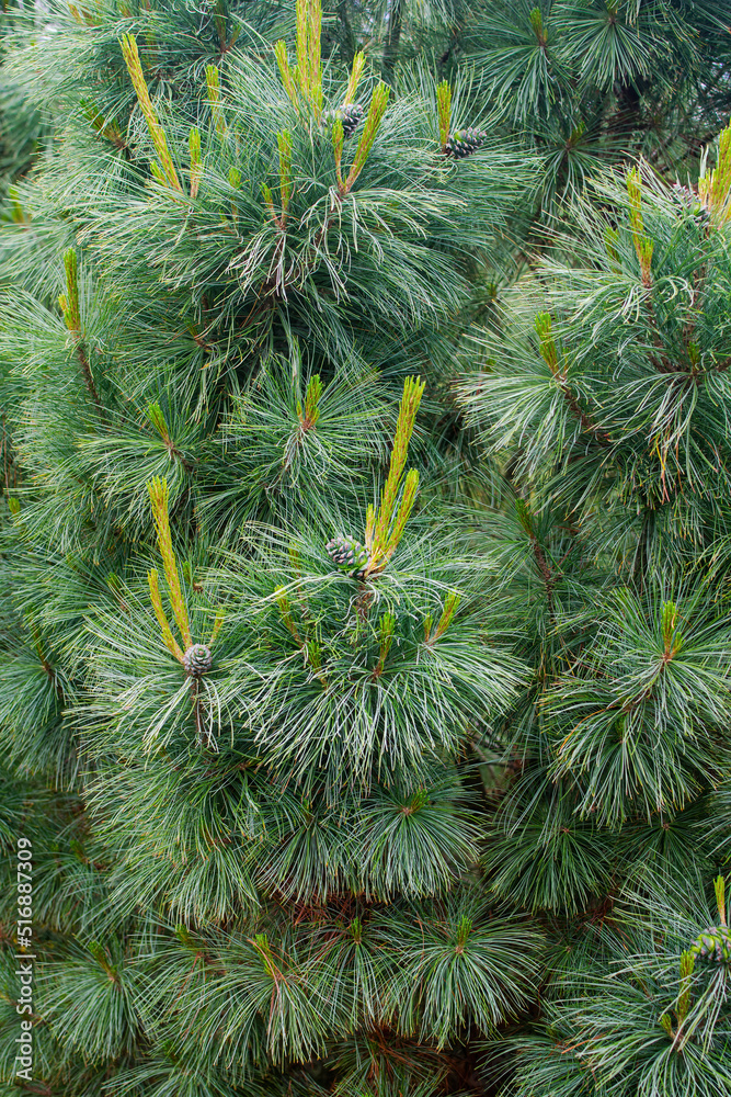 Beautiful dwarf mountain pine. Branches of Pinus mugo Mops. Idea for ...