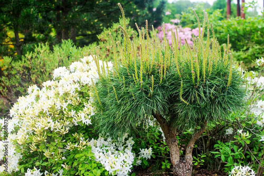 Beautiful dwarf mountain pine. Branches of Pinus mugo Mops. Idea for ...