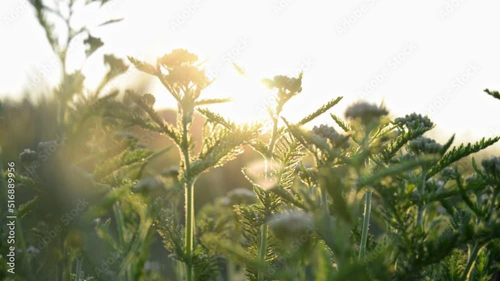 sliding images of green plants with a nice cinematic bokeh with some ...