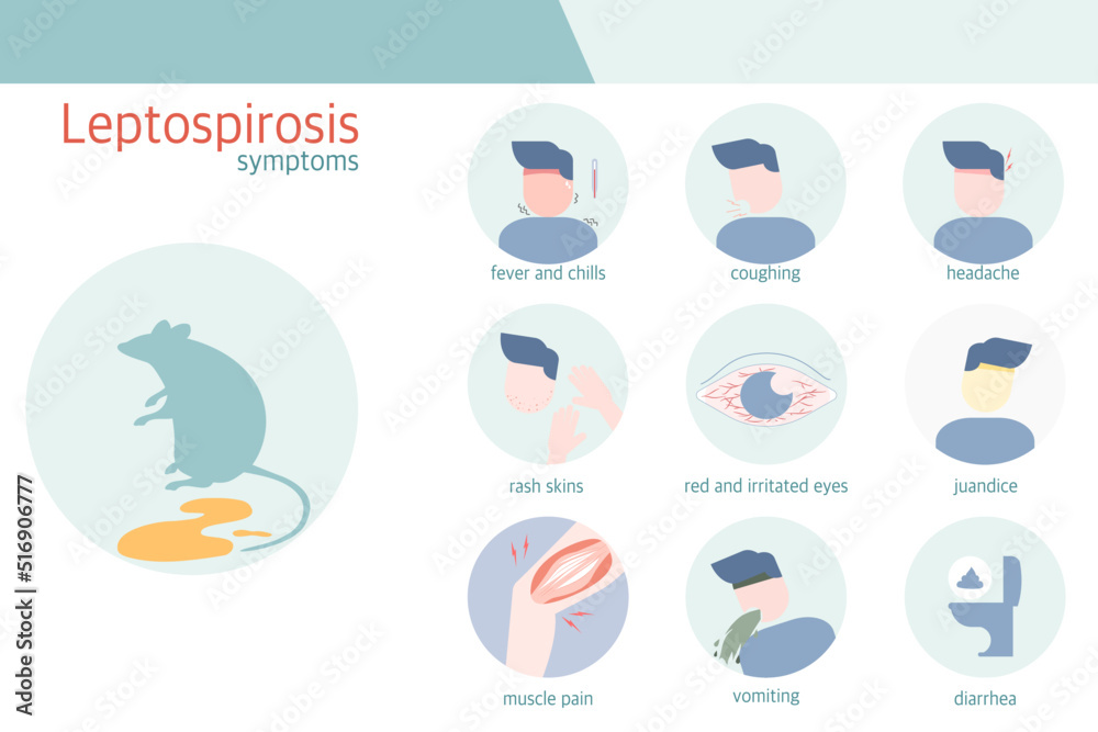 infographic of leptospirosis symptoms , silhouette character style ...