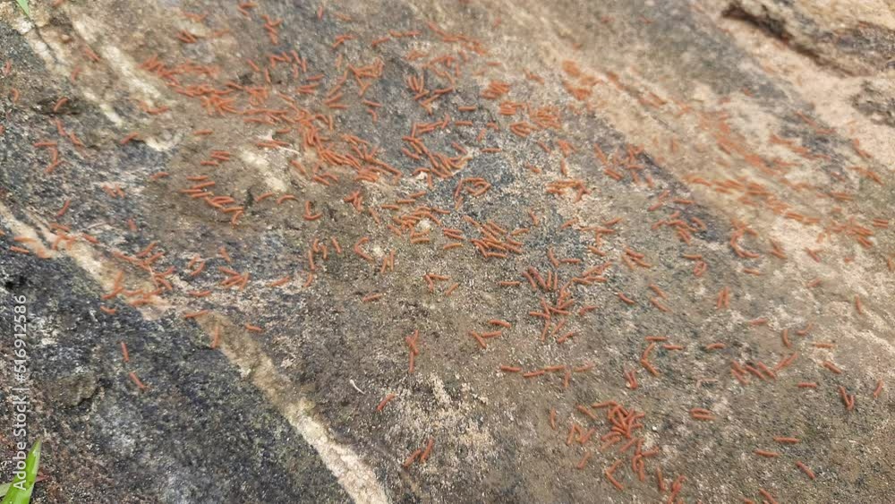 Millipedes walking in rainy season. A swarm of Red Millipedes. It is a ...