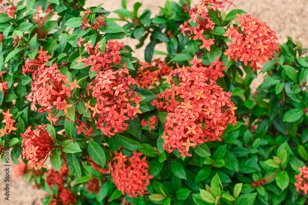 Chinese Ixora Flowers On Garden. Orange Colour Chinese Ixora Flowers ...