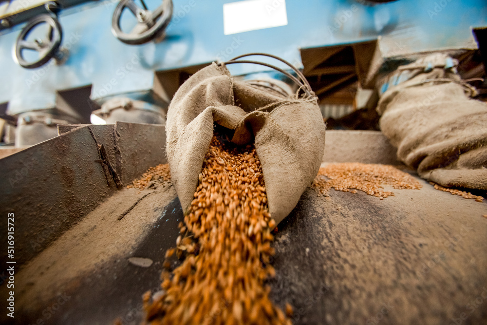 Loading process of wheat grain in elevator granary warehouse. Agro ...