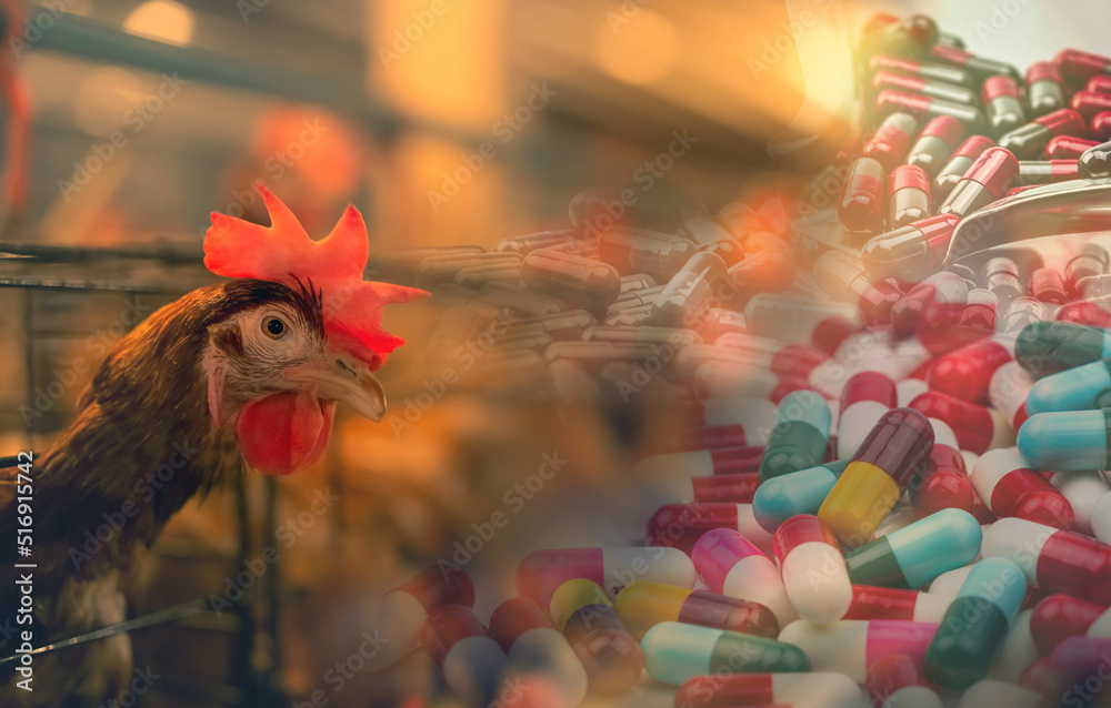 Chicken farm with antibiotic drugs. Egg-laying chicken in cages ...