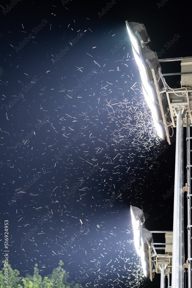 Long exposure. Swarm of insects and mosquitoes around the lamp of an ...