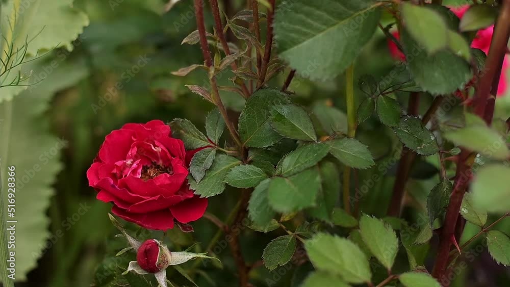 Garden red roses in flower garden on farm or near a house in city ...