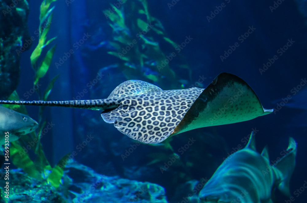 An electric stingray swims among algae in shallow water. Stock Photo ...