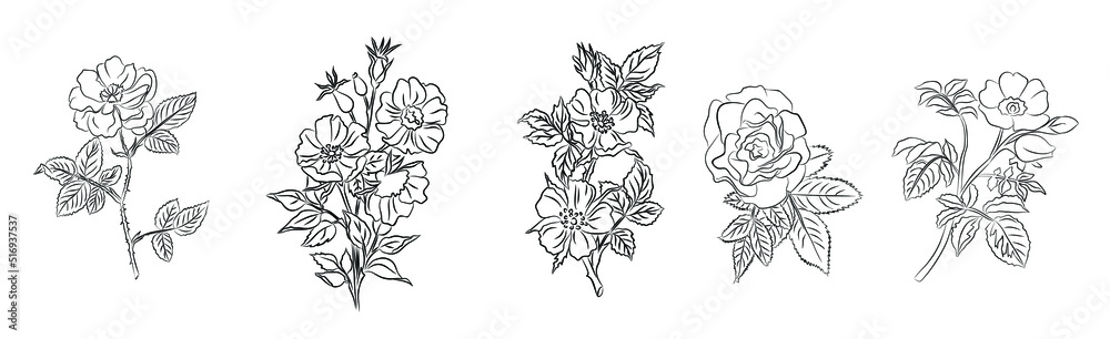 Set of rosehip flower line art vector illustrations. Modern hand drawn ...